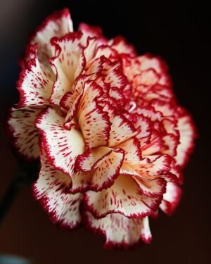 Red and White Varigated Carnation - Dianthus caryophyllus | Rare Plant ...