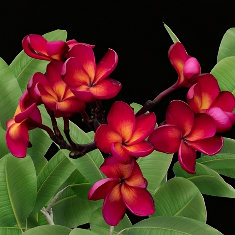 Burning Fire Plumeria / Nosegay Frangipani - Plumeria sp. | Rare Plant ...