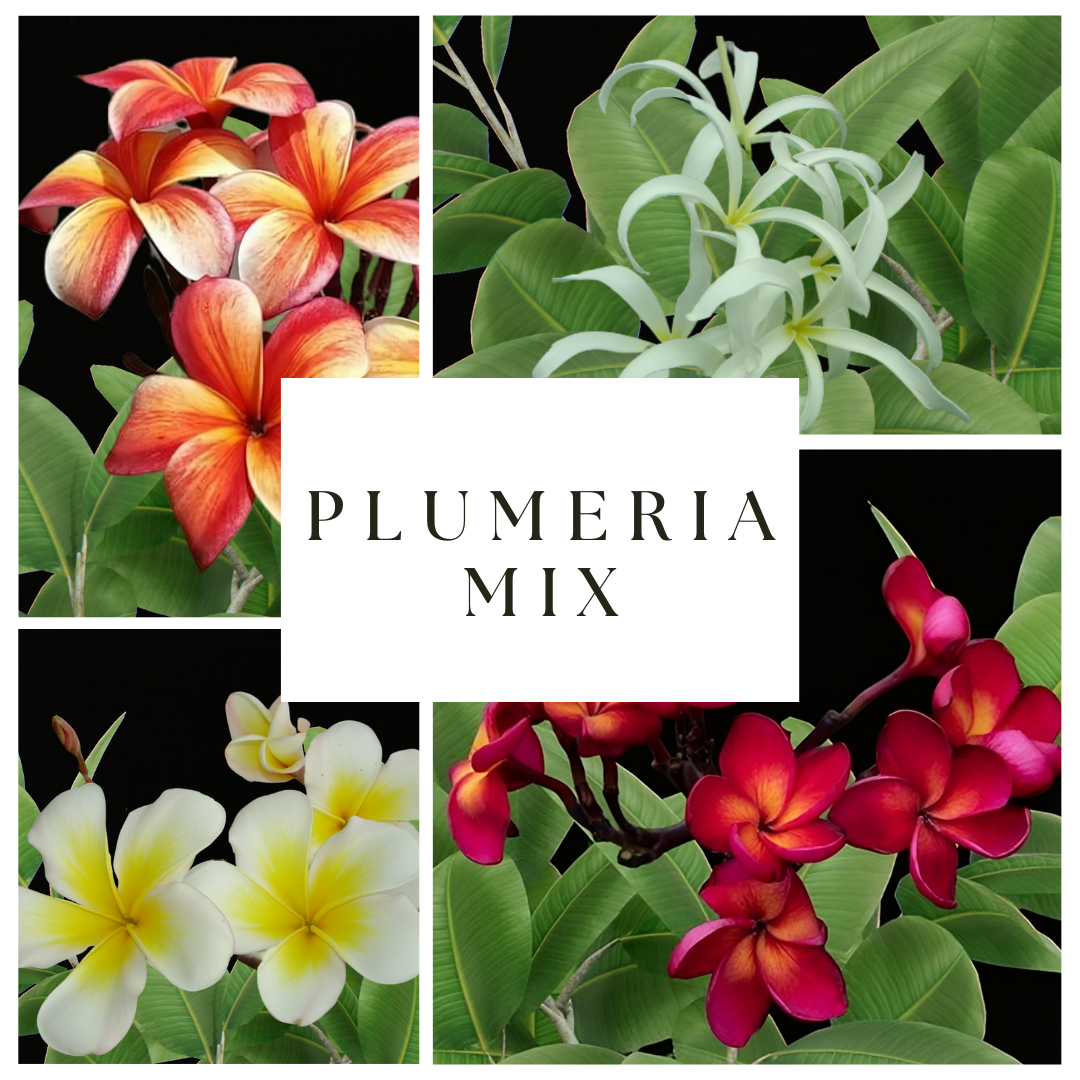 Top Selling Plumeria Mix / Nosegay Frangipani - Plumeria sp. | Rare ...