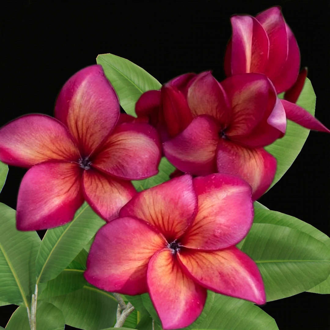 Hawaiian Blaze Plumeria / Nosegay Frangipani - Plumeria sp. | Rare ...