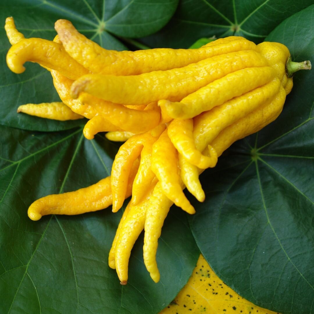 Buddha S Fingers Plant