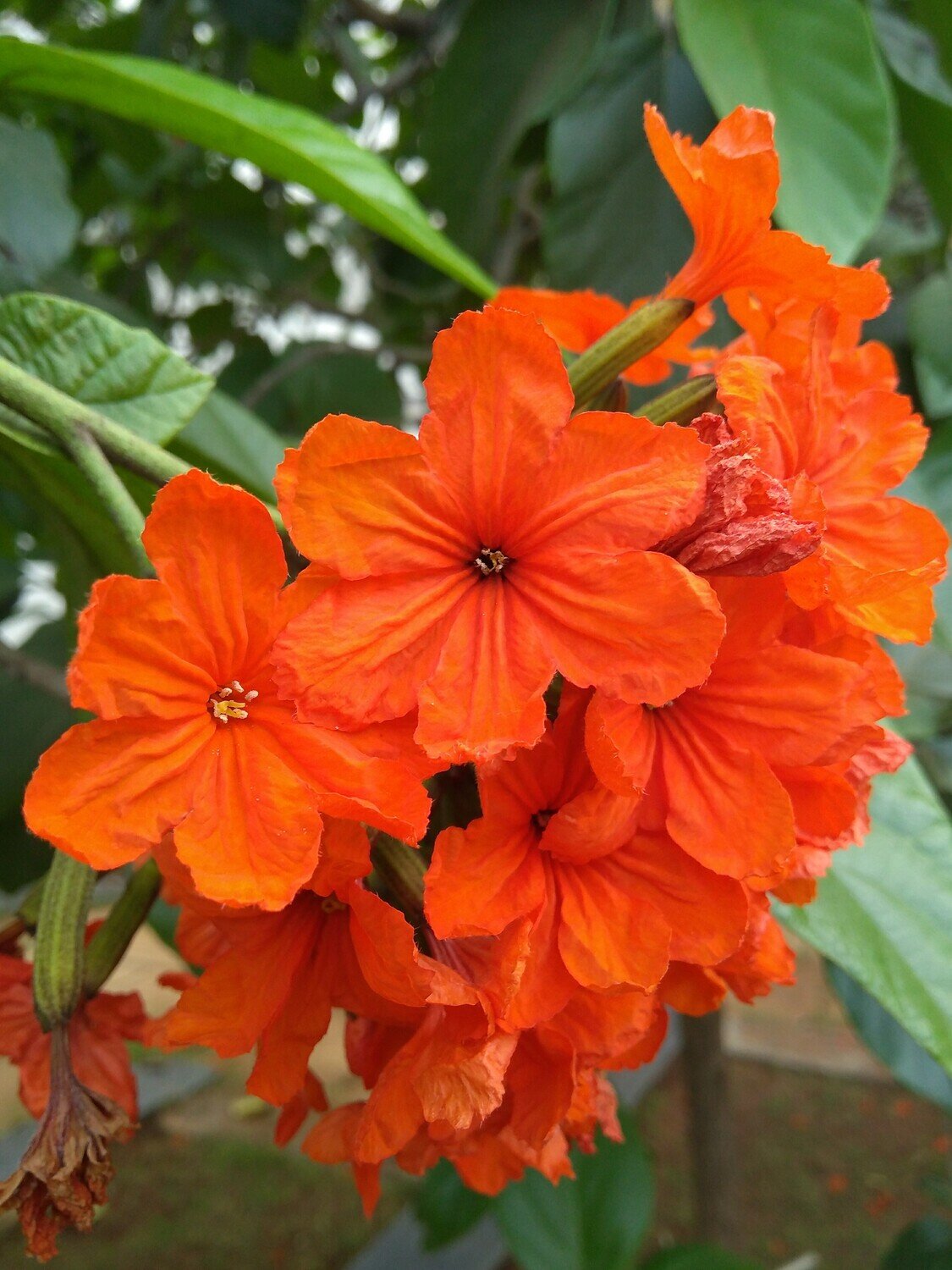 Geiger Tree / Geranium - Cordia sebestena | Rare Plant Seeds | Whimsy ...