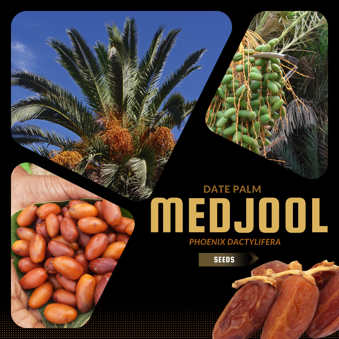 Medjool Date Palm - Phoenix dactylifera | Rare Plant Seeds | Whimsy and ...