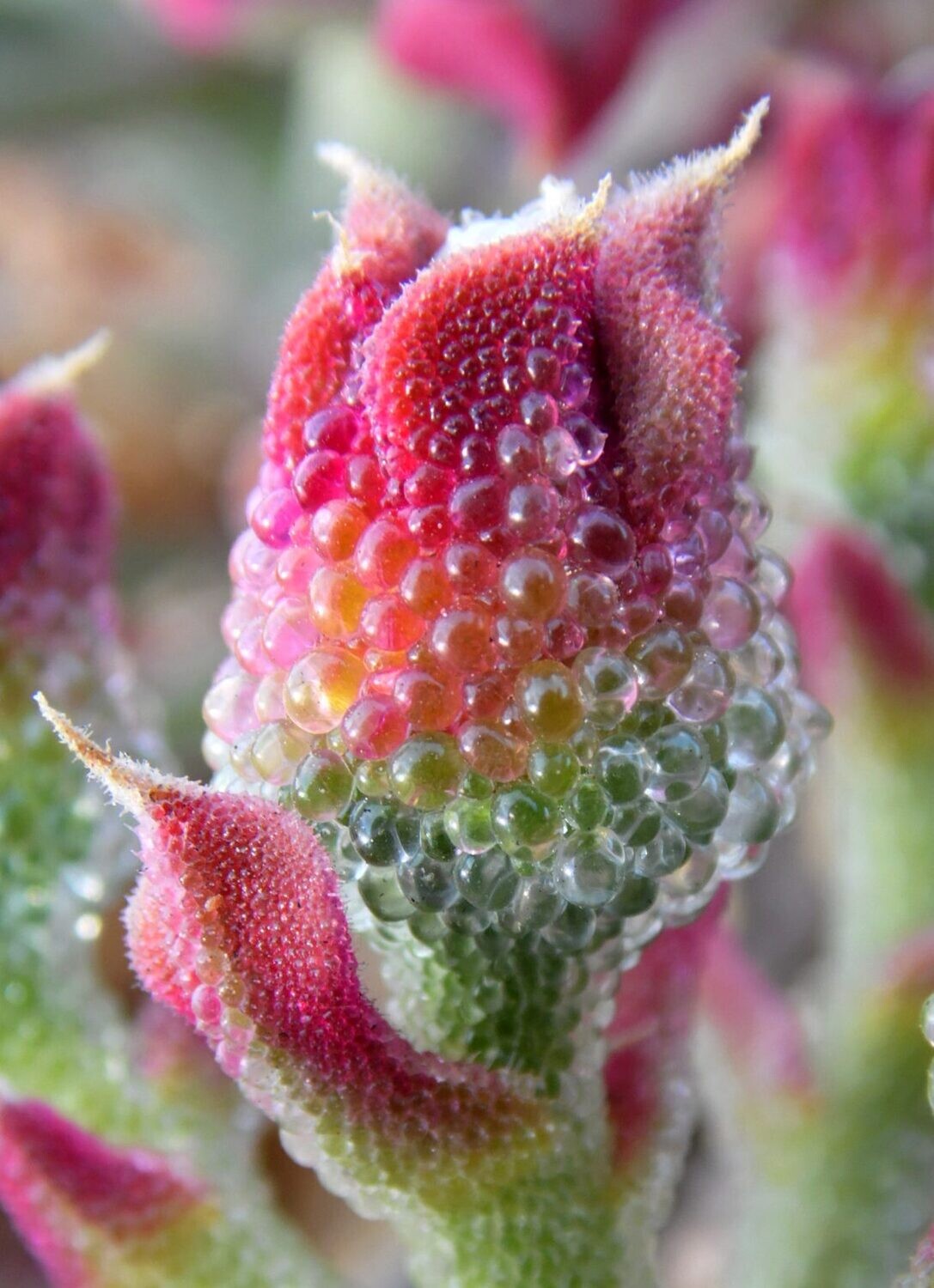 Crystal Ice Plant - Mesembryanthemum crystallinum | Rare Plant Seeds ...
