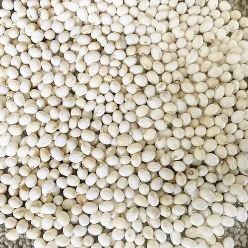 Rosary Pea - White - Abrus precatorius | Rare Plant Seeds | Whimsy and ...