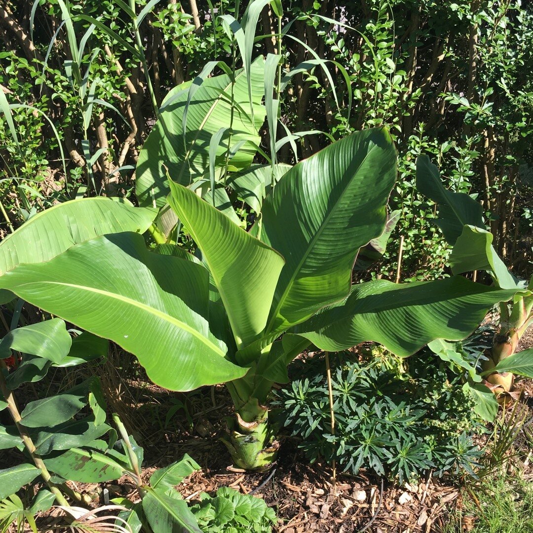 Snow Banana - Ensete glaucum | Rare Plant Seeds | Whimsy and Wonder