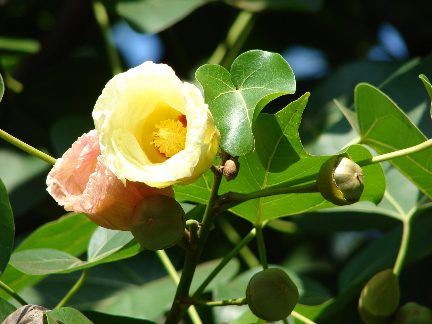 Indian Tulip Tree / Portia Tree - Thespesia populnea | Rare Plant Seeds ...
