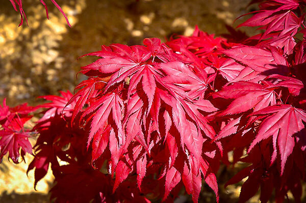 Oregon Sunset Japanese Maple - Acer palmatum ssp. matsumurae 'Oregon ...