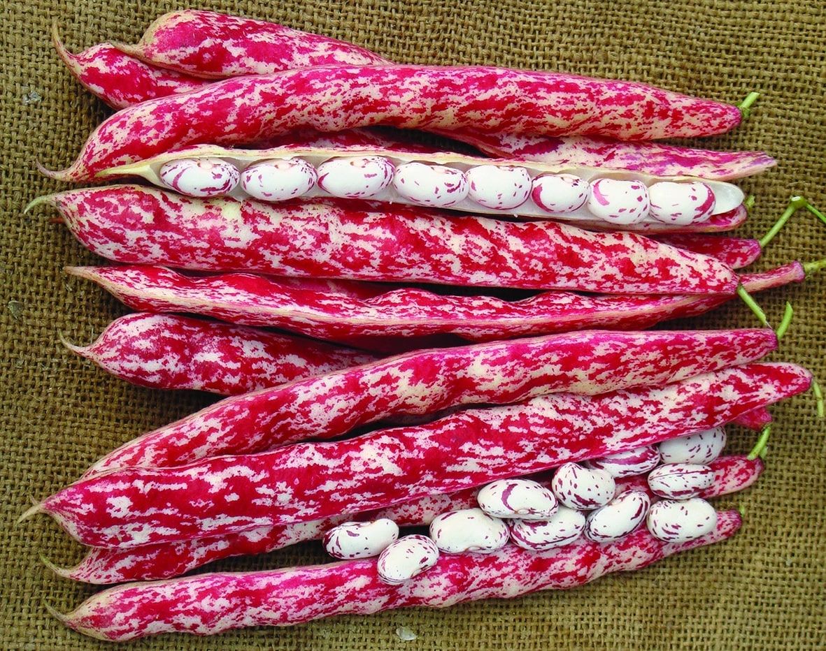 Flambo Beans - Phaseolus vulgaris | Rare Plant Seeds | Whimsy and Wonder