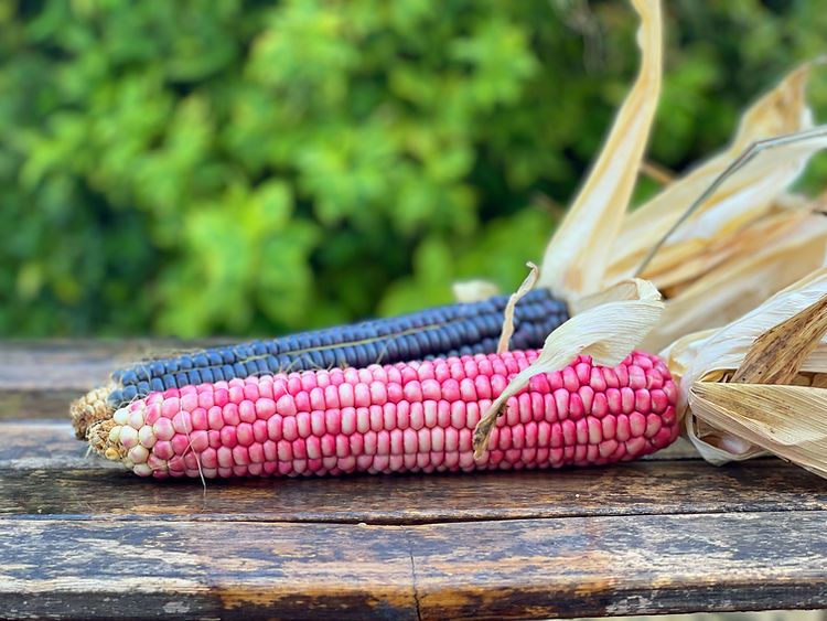 Hopi Pink Corn - Zea mays | Rare Plant Seeds | Whimsy and Wonder