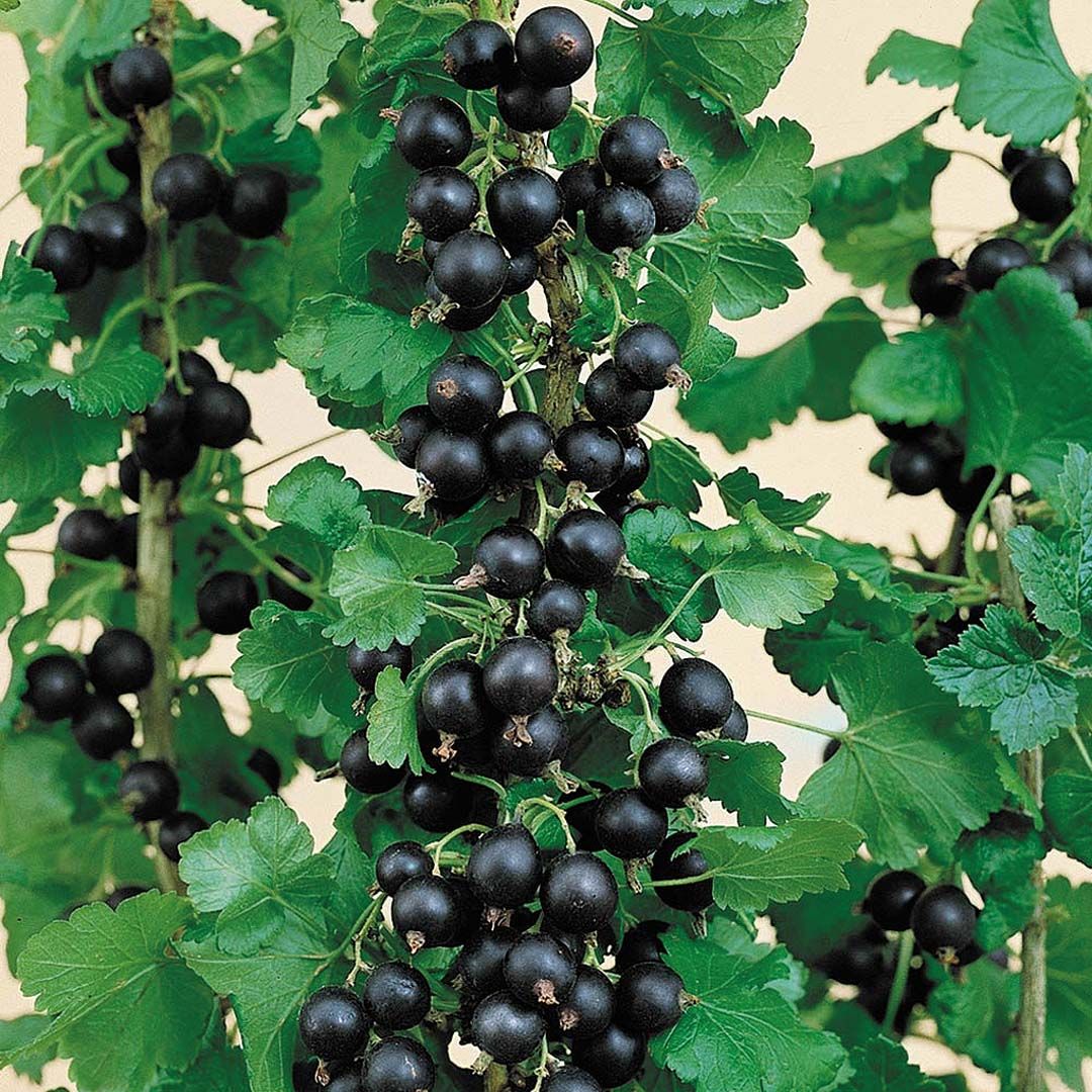 Jostaberry - Ribes nigrum divaricatum uva-crispa | Rare Plant Seeds ...