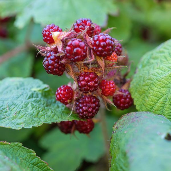 Japanese Wineberry - Rubus phoenicolasius | Rare Plant Seeds | Whimsy ...