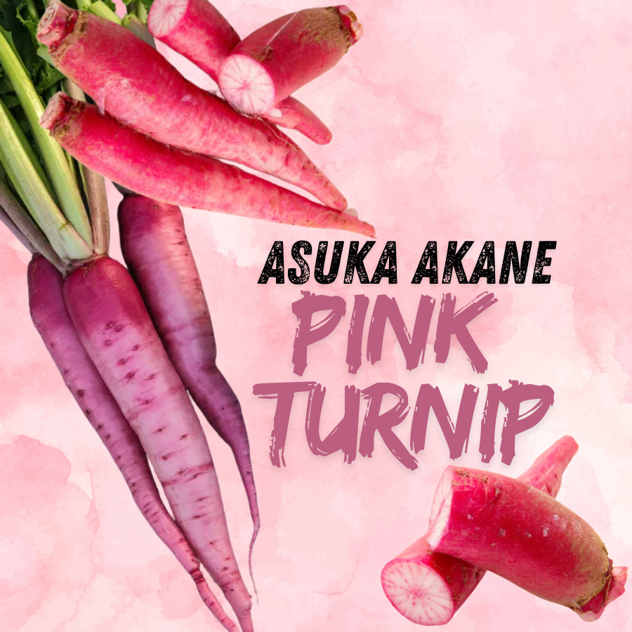 Asuka Akane Pink Turnip - Brassica rapa | Rare Plant Seeds | Whimsy and ...