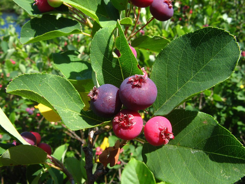 Canadian Serviceberry / Saskatoon / Juneberry - Amelanchier Canadensis ...