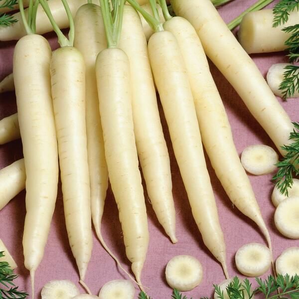 Lunar White Carrot - Daucus carota var. sativus | Rare Plant Seeds ...