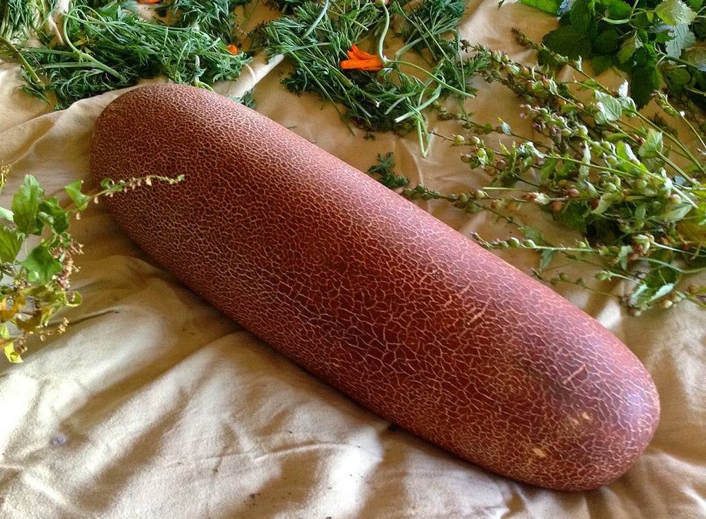 Gagon Cucumber - Cucumis sativus | Rare Plant Seeds | Whimsy and Wonder