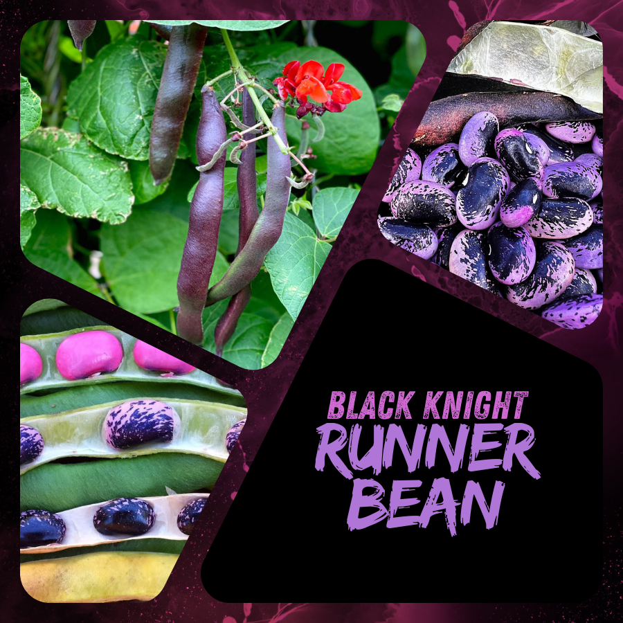 Black Knight Runner Beans - Phaseolus coccineus | Rare Plant Seeds ...