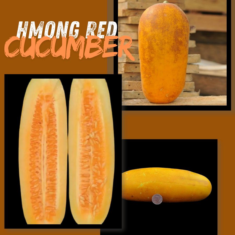 Hmong Red Cucumber - Cucumis sativus 'Hmong Red' | Rare Plant Seeds ...