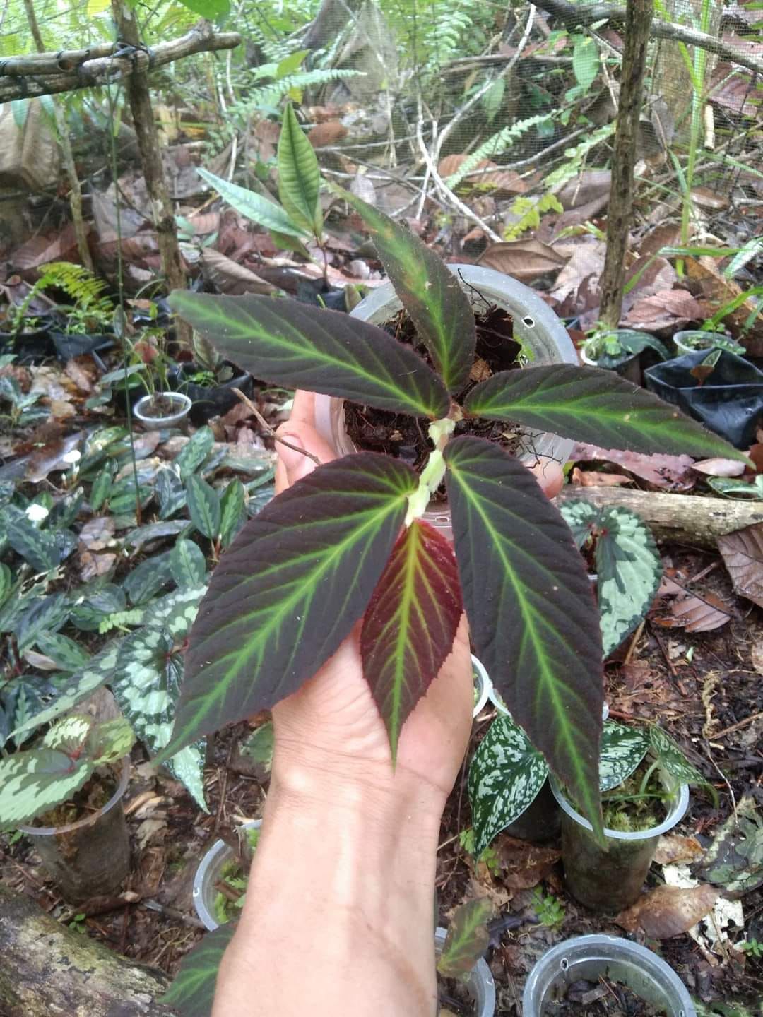 Green Narrow Begonia - Begonia sp. "Kalimantan" | Rare Plant Seeds ...