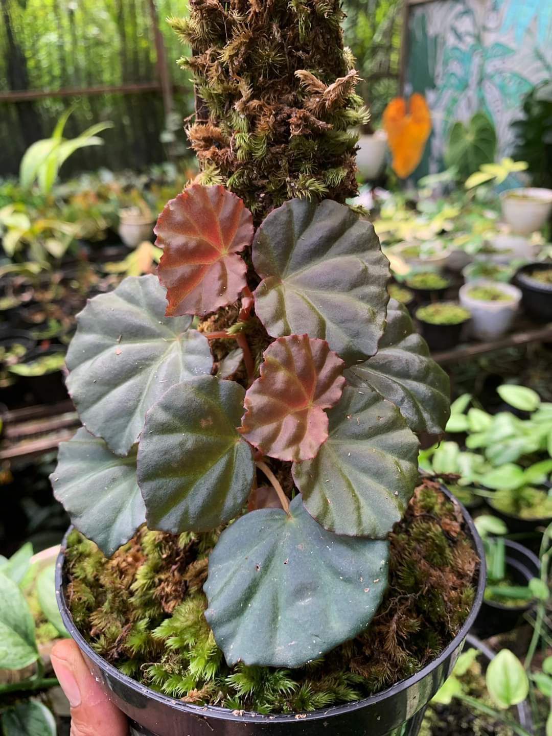 Sarawak Begonia -Begonia sp. "Sarawak" | Rare Plant Seeds | Whimsy and ...