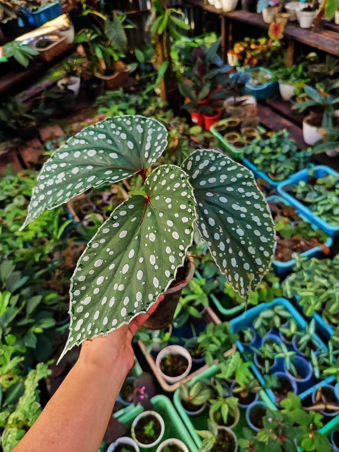White Spot Begonia - Begonia sp. "Kalimantan" | Rare Plant Seeds ...