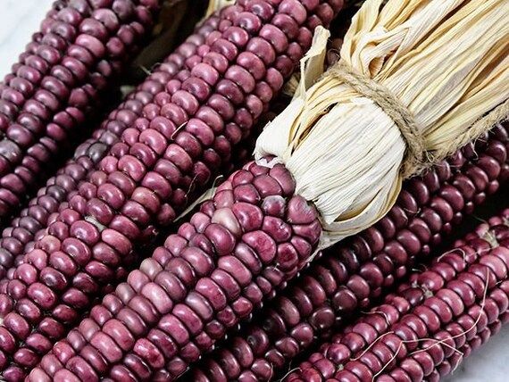 Mandan Red Clay Corn - Zea mays | Rare Plant Seeds | Whimsy and Wonder