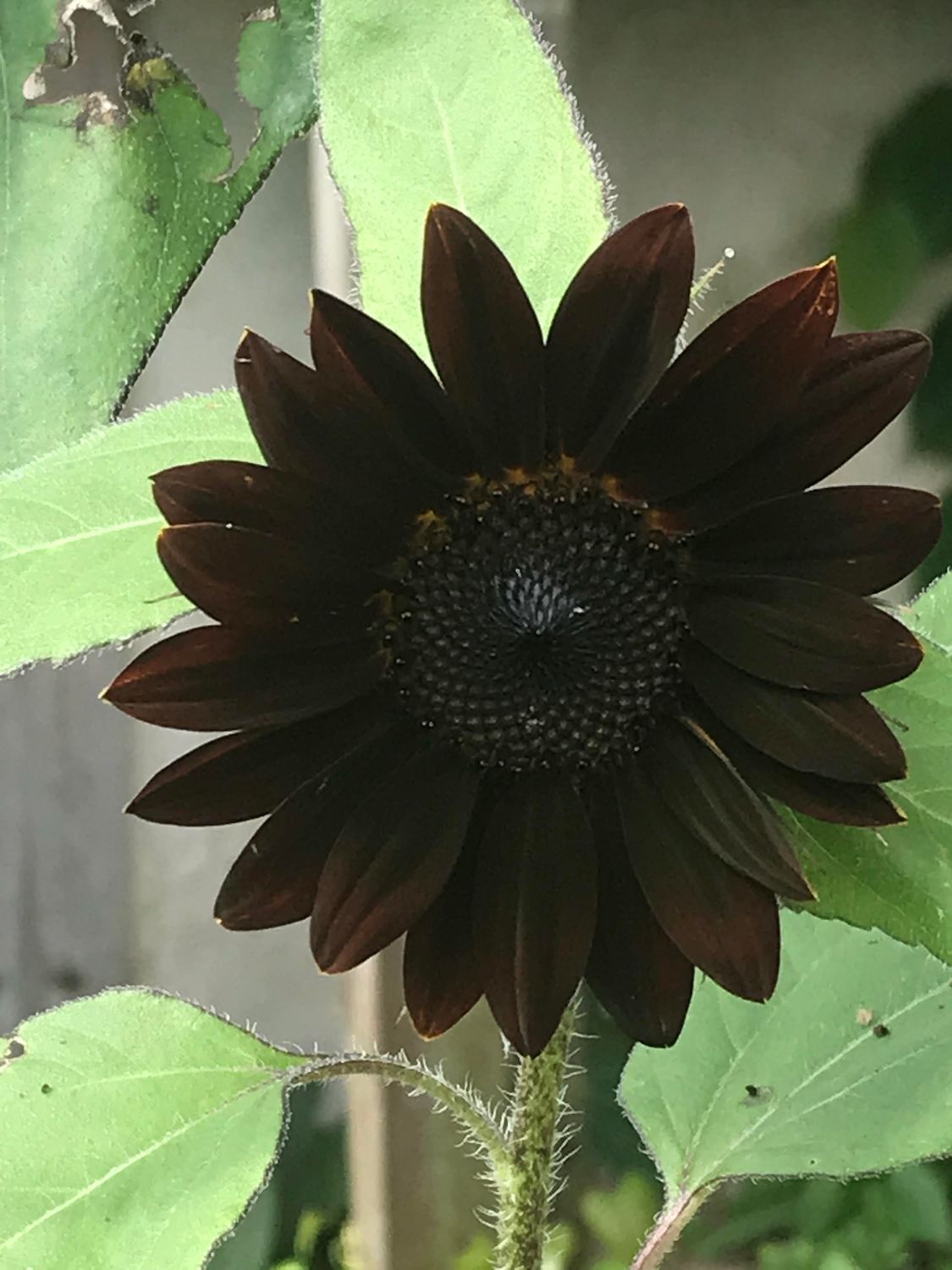 Black Chocolate Sunflower -Helianthus annuus | Rare Plant Seeds ...
