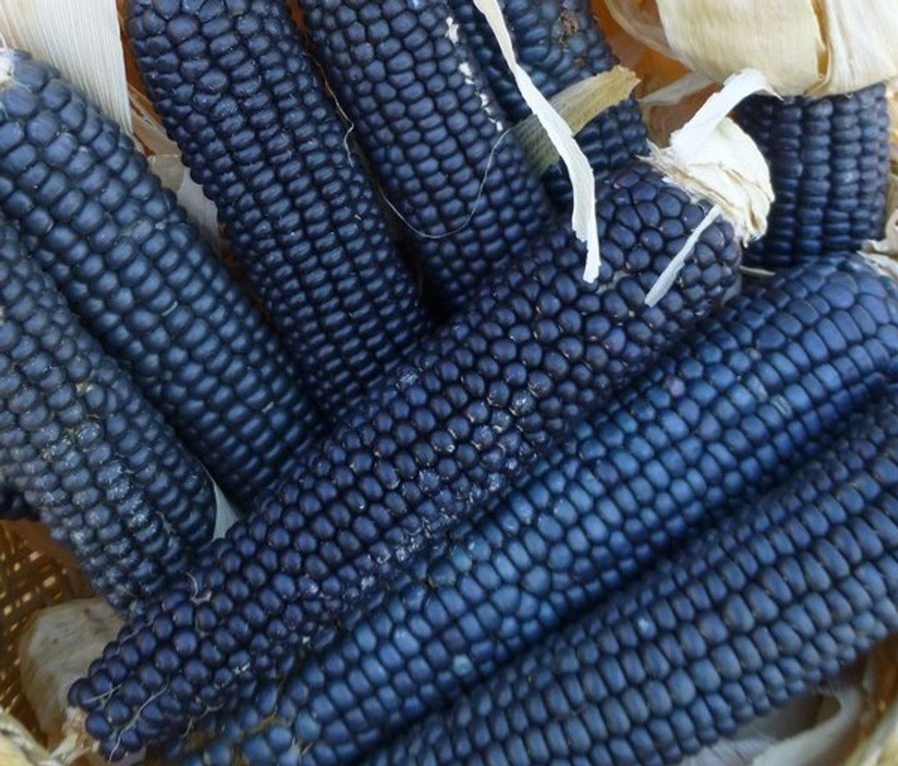 Rio Grande Blue Corn -Zea mays | Rare Plant Seeds | Whimsy and Wonder