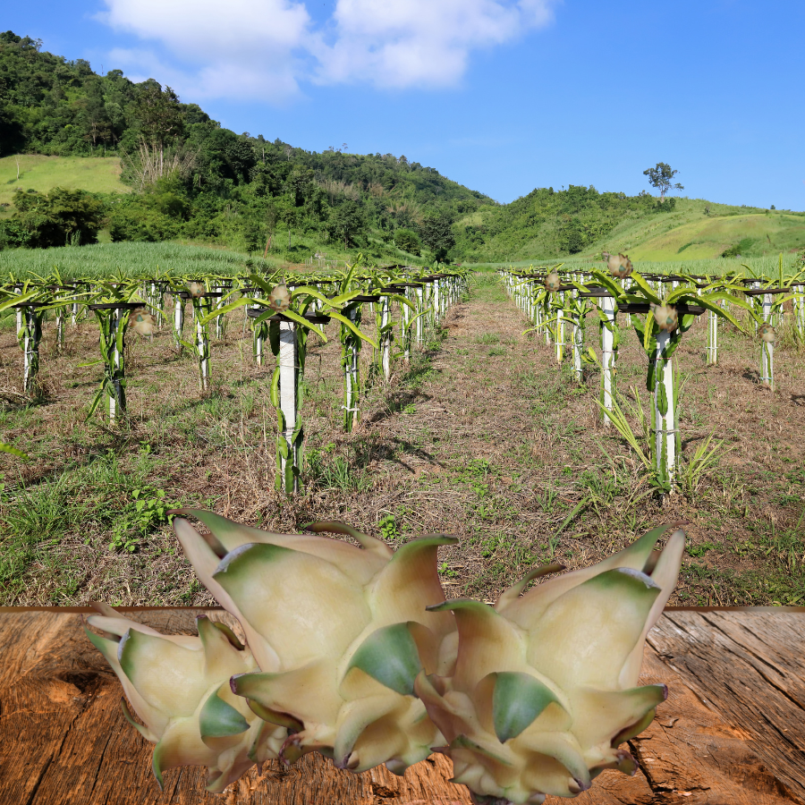 Cream Yellow Pitaya (pitahaya) Dragonfruit -Selenicereus sp. | Rare ...