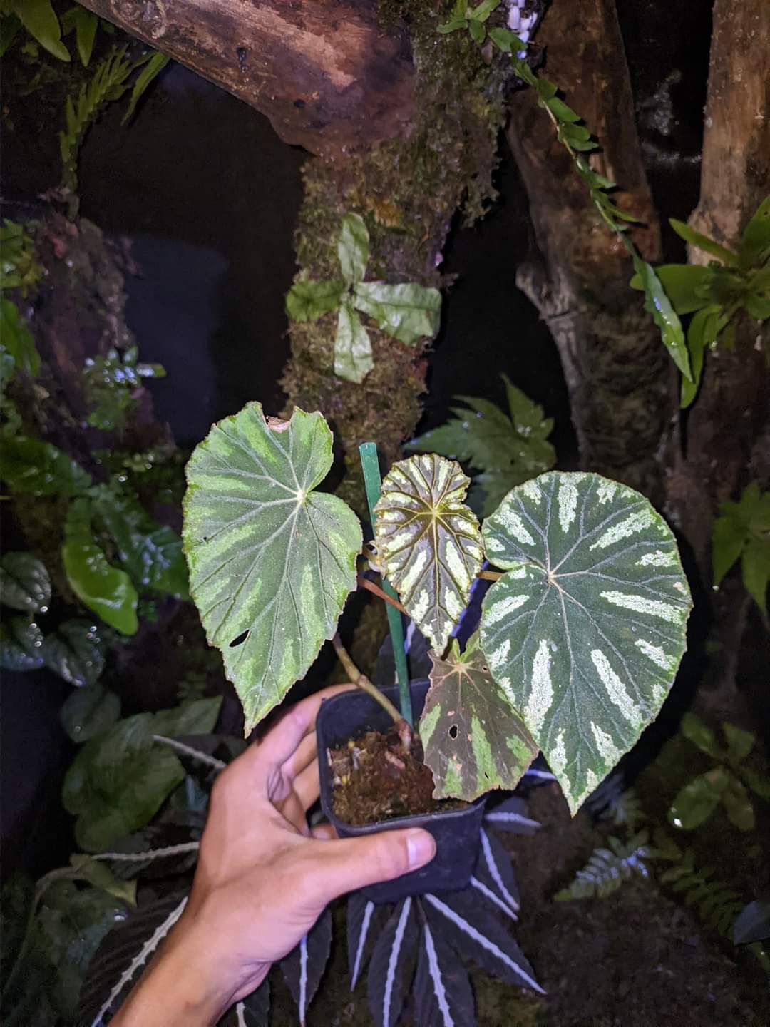 Sulawesi Begonia - Begonia sp Sulawesi | Rare Plant Seeds | Whimsy and ...