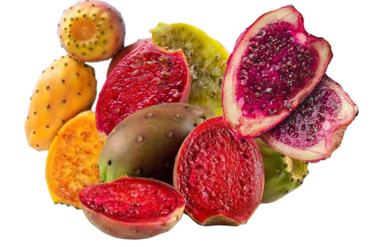 Mixed Rare Prickly Pear - Stenocereus spp. | Rare Plant Seeds | Whimsy ...