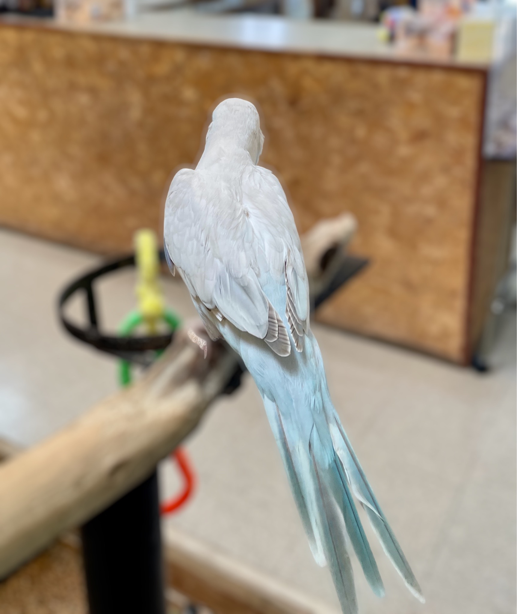 Home Page | Kookaburra Bird Shop, LLC | Michelle Beckley