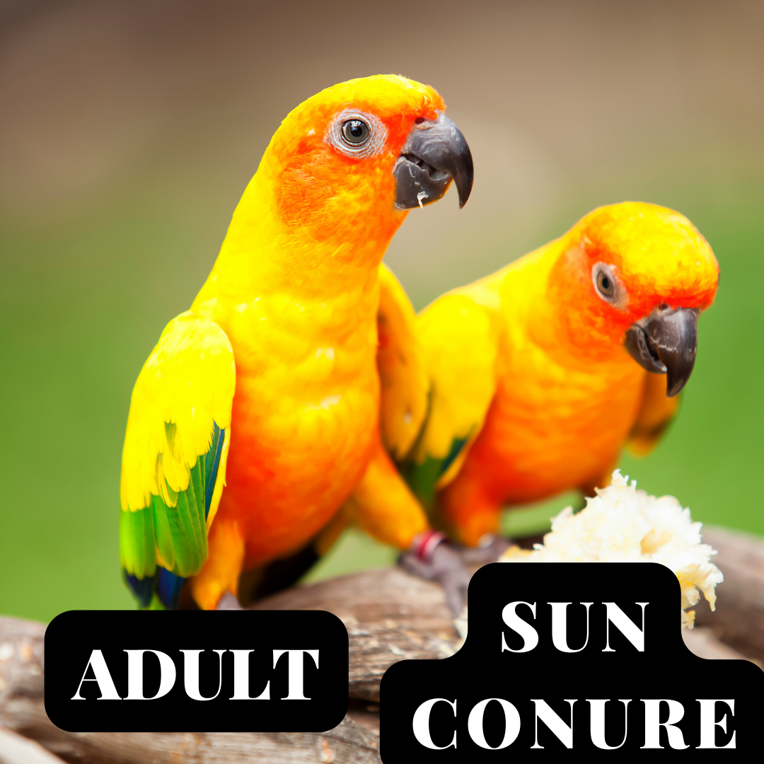 10 Fun Facts About Green Cheeked Conures: The Playful Parrots.