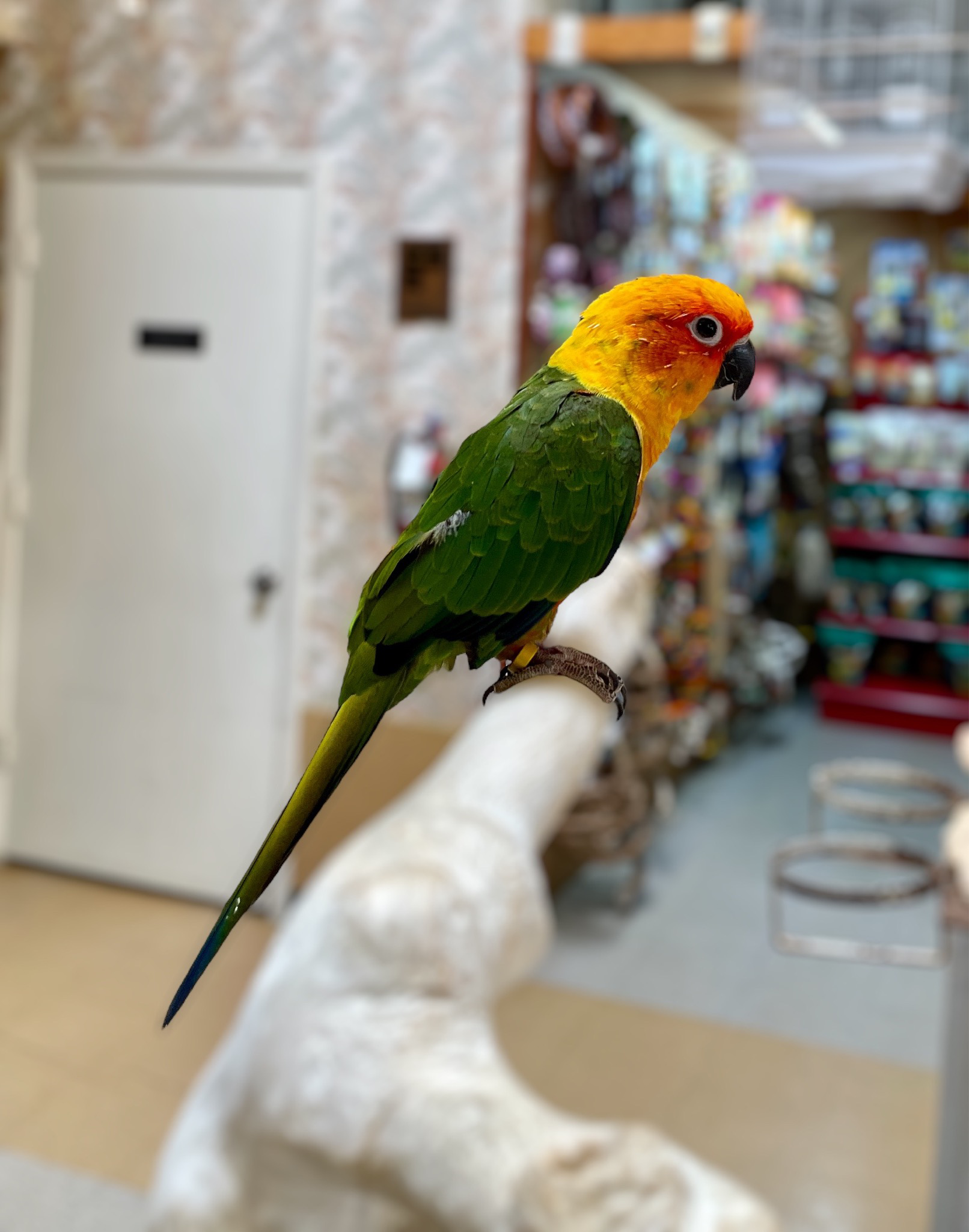 Pineapple Conures: Why They Make a Perfect Pet Bird