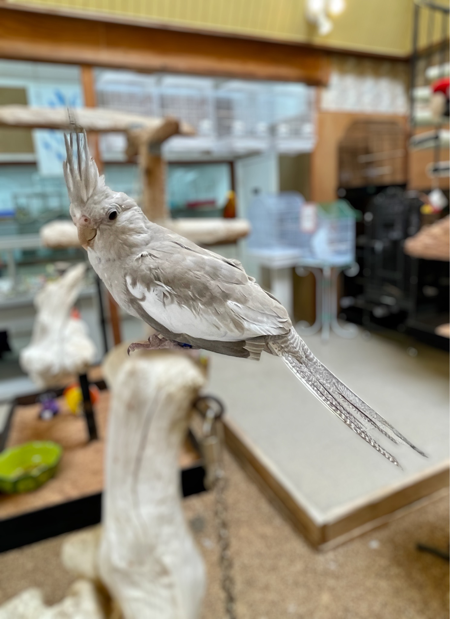 10 Fun Facts About Cockatiels | Kookaburra Bird Shop