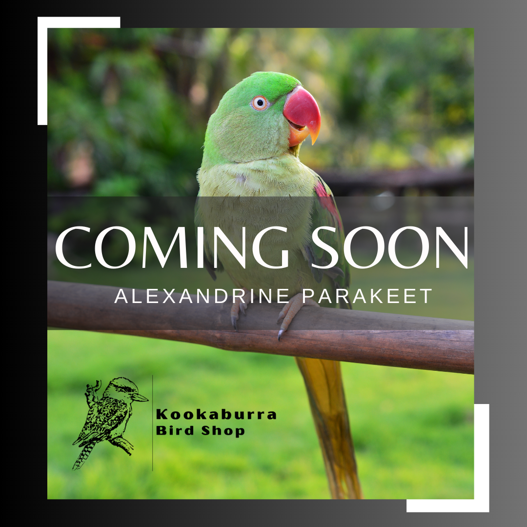 10 Fun Facts About Green Cheeked Conures: The Playful Parrots.