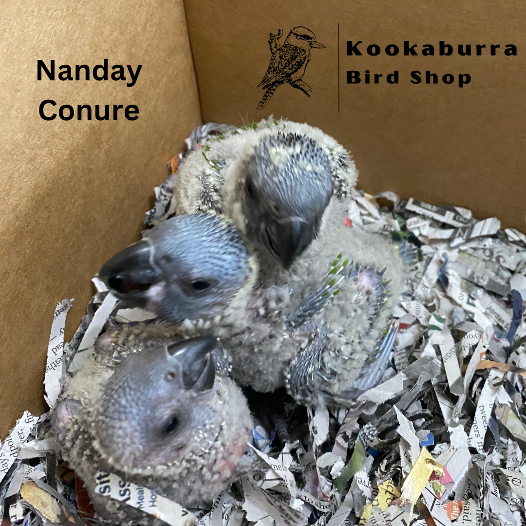 Birds for Adoption AKA Second-Hand Birds | Kookaburra Bird Shop, LLC ...