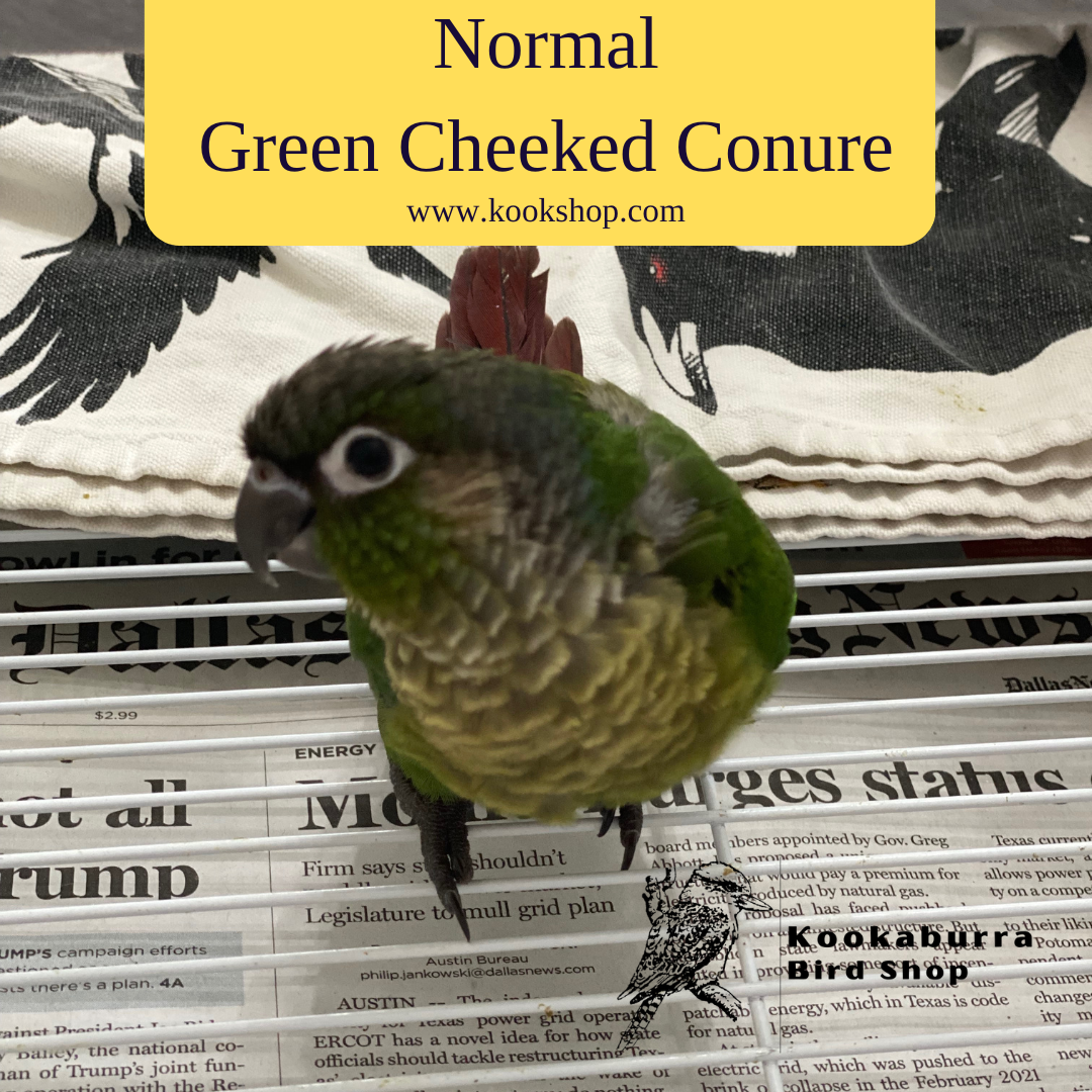 10 Fun Facts About Green Cheeked Conures: The Playful Parrots.