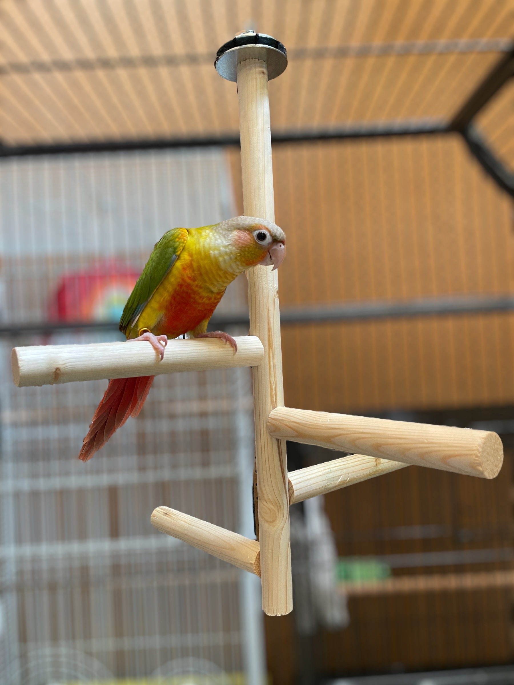 Birds for Adoption AKA Second-Hand Birds | Kookaburra Bird Shop, LLC ...