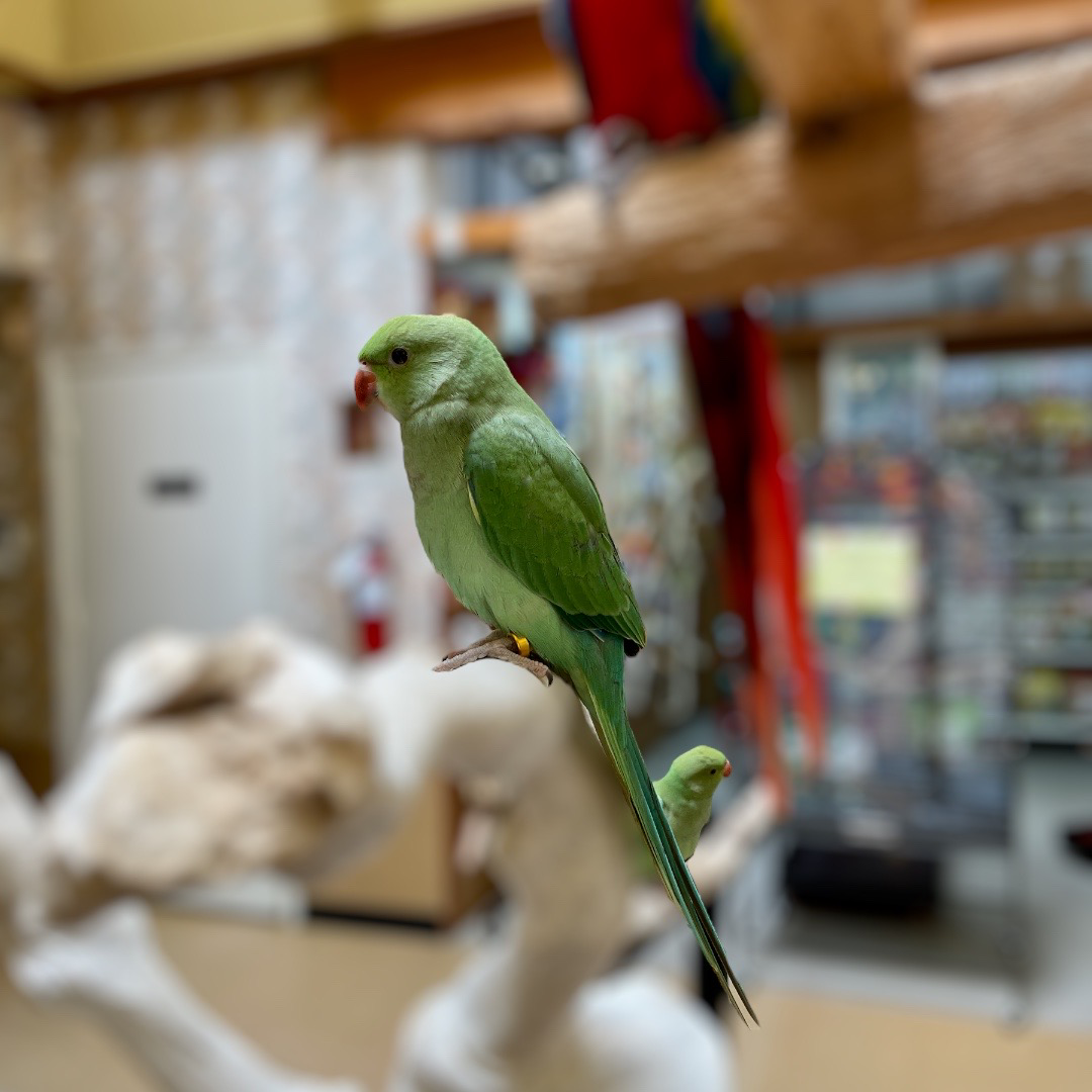 10 Fun Facts About Green Cheeked Conures: The Playful Parrots.