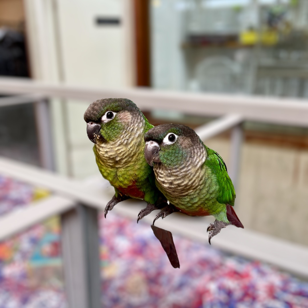Why a Green-Cheeked Conure Makes the Perfect Pet Parrot