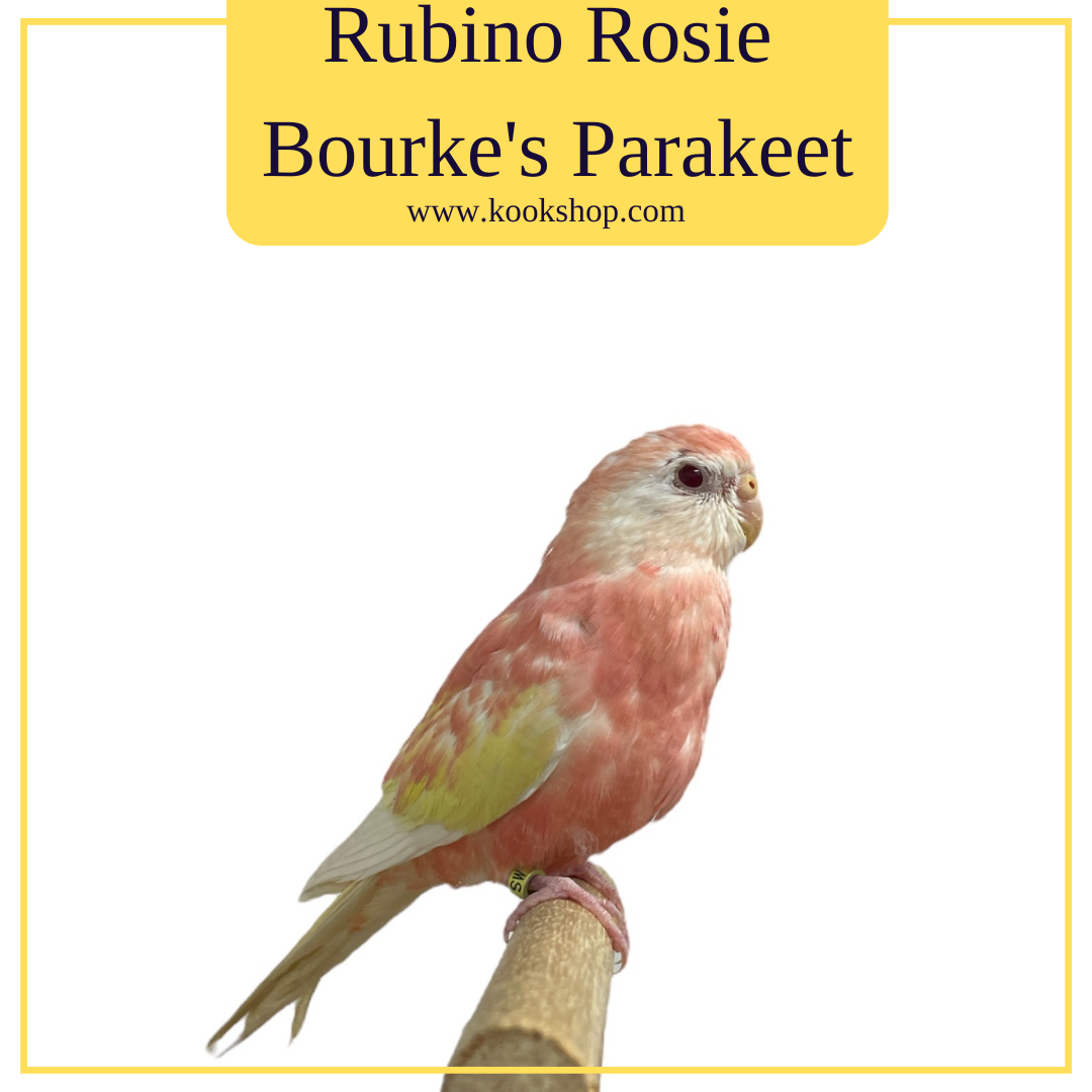 Rubino Rosie Bourke's Parakeet