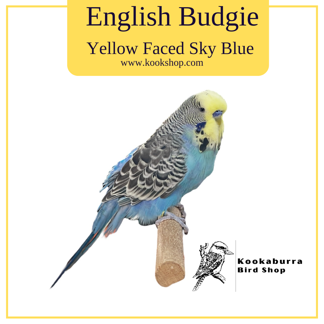 English Budgie (Yellow Faced Sky Blue)