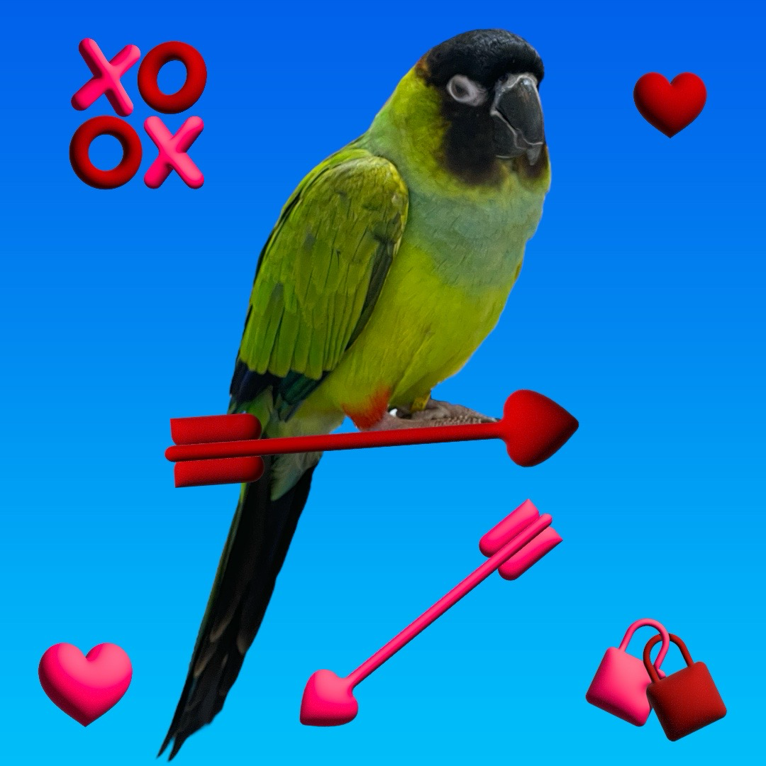 Why a Green-Cheeked Conure Makes the Perfect Pet Parrot