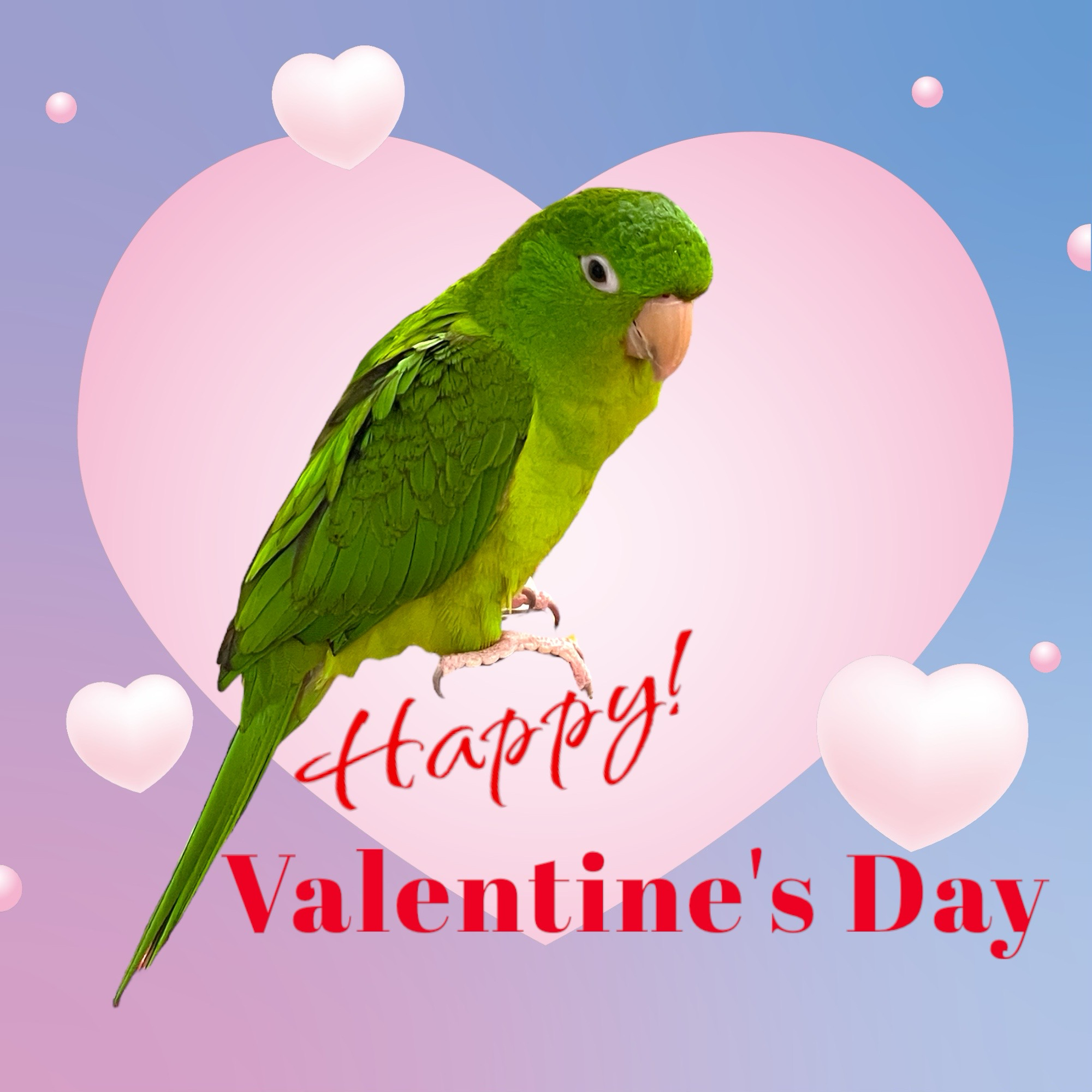 Pineapple Conures: Why They Make a Perfect Pet Bird