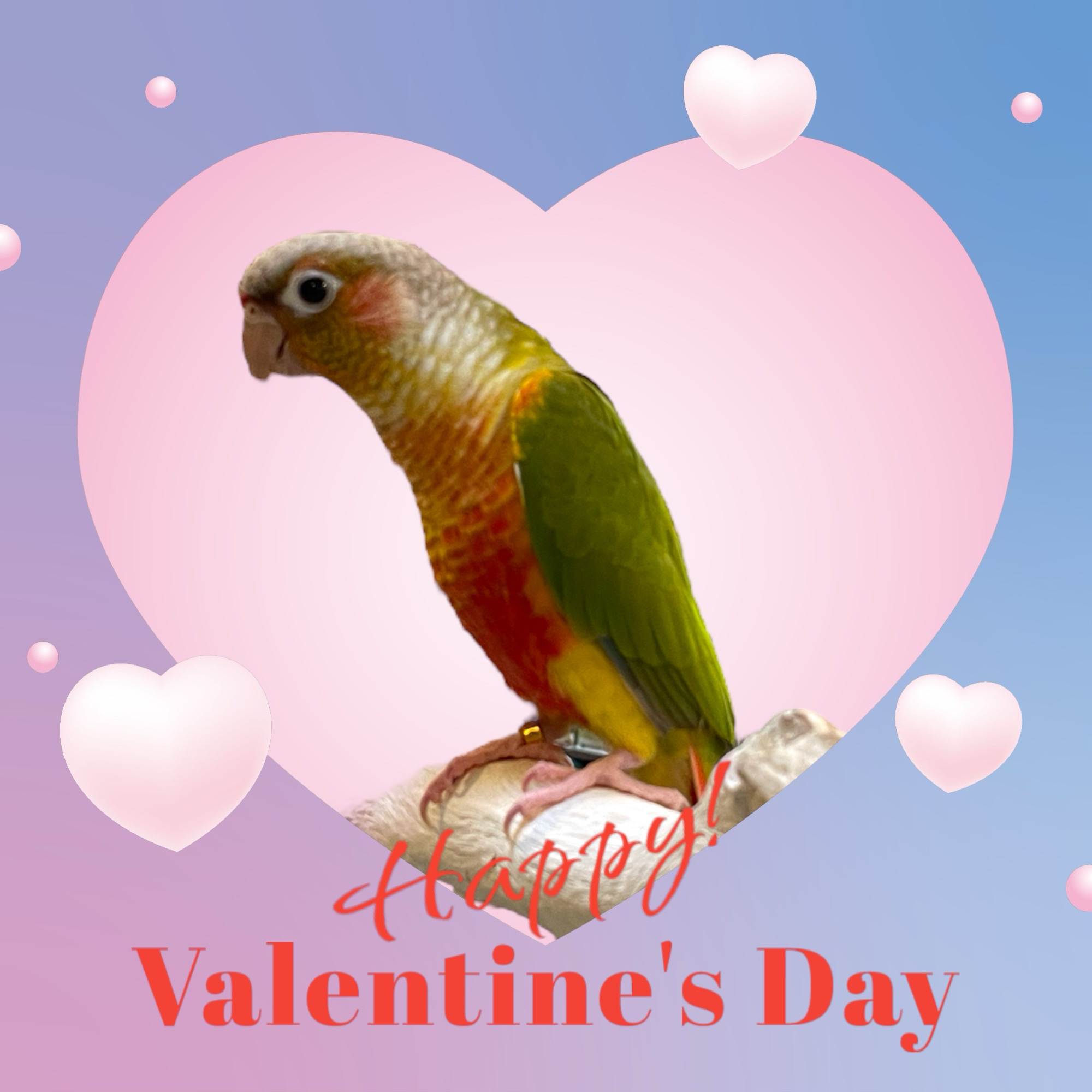 10 Fun Facts About Green Cheeked Conures: The Playful Parrots.