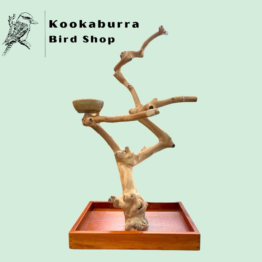 Ten Fun Facts about Quaker Parrots - you should know!