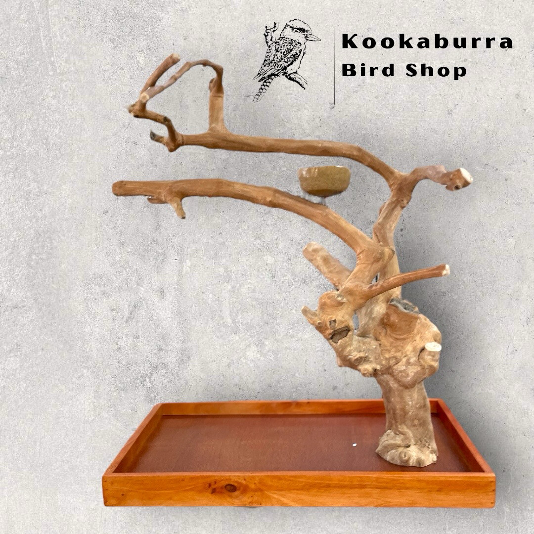 Ten Fun Facts about Quaker Parrots - you should know!