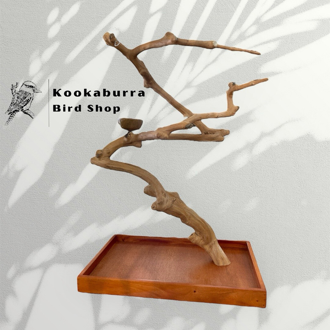 Ten Fun Facts about Quaker Parrots - you should know!