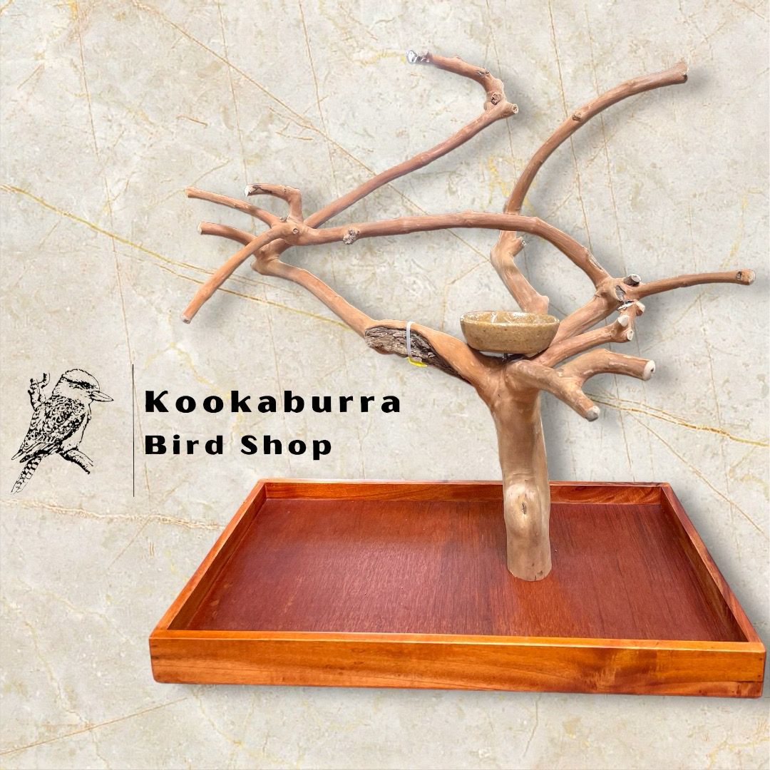 Birds for Adoption AKA Second-Hand Birds | Kookaburra Bird Shop, LLC ...